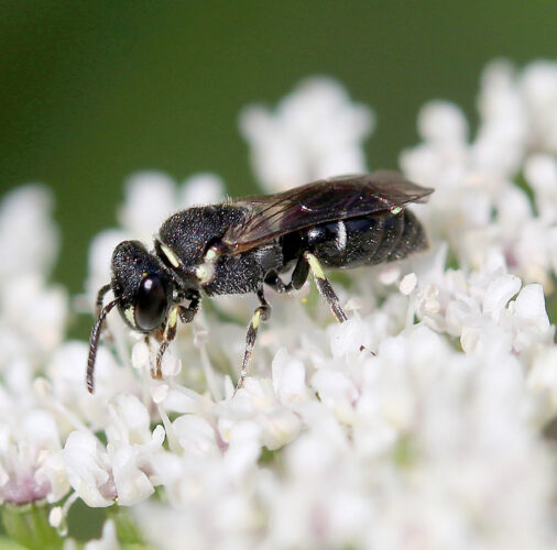 Bee watchers help discover multiple new species in Pa. | News, Sports ...